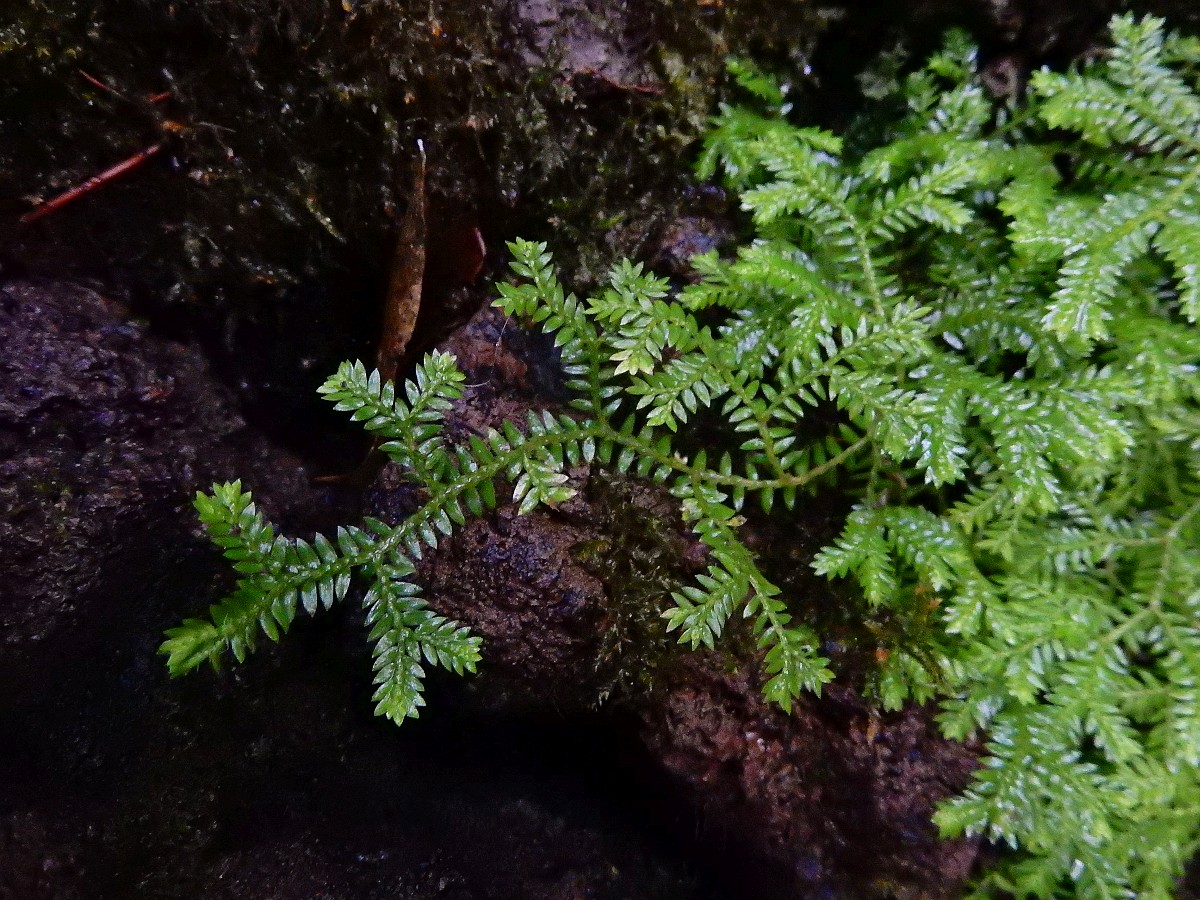 selaginella-kraussiana